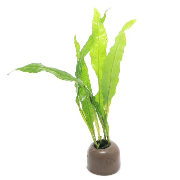 熱帯魚　_wp　_aqua　活着する水草　シダ　水草　ミクロソリウム　ミクロソリウムはこちら　20141213　ＮＴ　imdk_mkr0130　kaijyo　Ｍｉｃｒｏｓｏｒｉｕｍ　ｐｔｅｒｏｐｕｓ　ｖａｒ　ｓｏｆｔ　ウラボシ科　ヌカボシク...