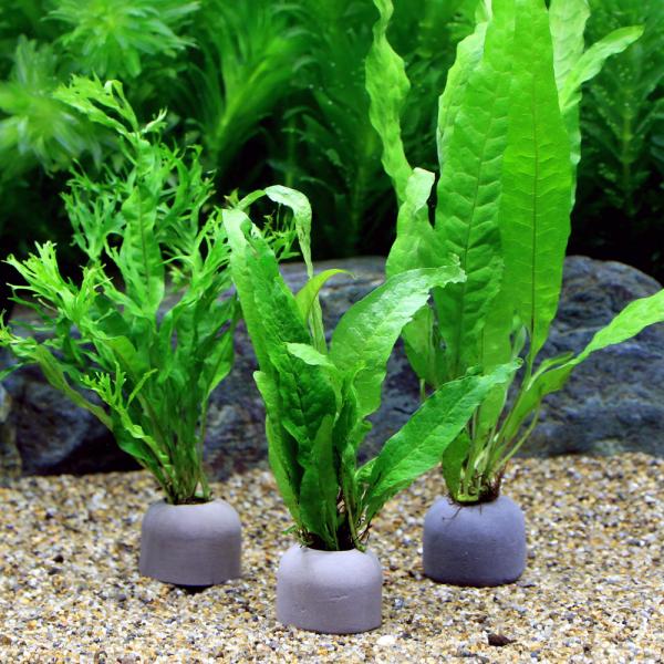 熱帯魚　_aqua　水草　ミクロソリウム　中型種　マルチリング　ブラック　MLBK　３種セット　ＭＩ　kessan_mzks0531　陰性水草　低光量　toppatumizukusa　しだ　羊歯　p5mizbrk2305　ゼオライトリング　...