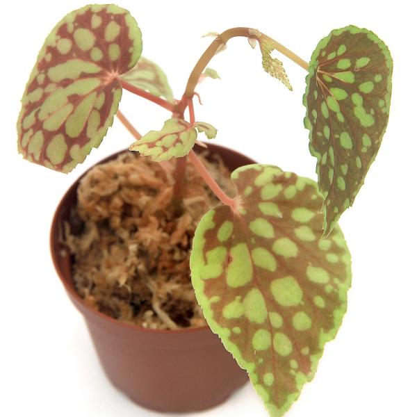 paludariumplants　パルダリウム　テラリウム　PF_SPQ　line2462terarium　観葉　ガーデニング　ビバリウム　アクアテラリウム　水草　熱帯植物　原種ベゴニア　木立ベゴニア　根茎性ベゴニア　Begonia　chl...