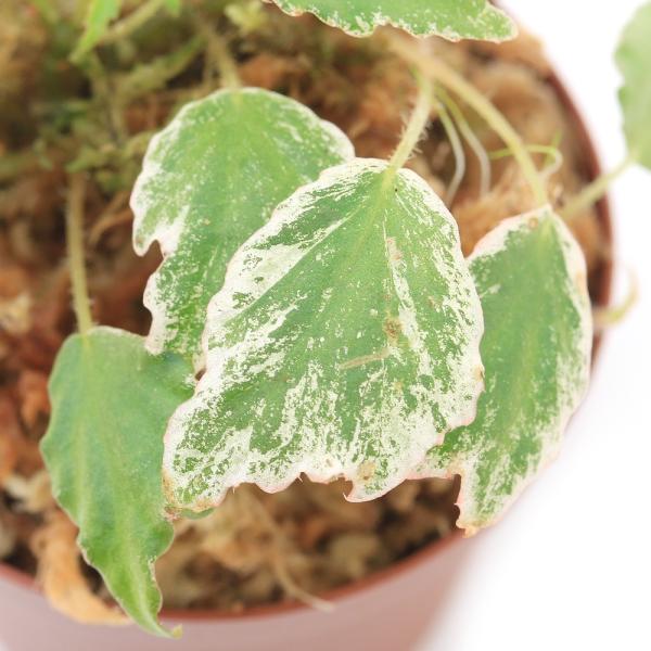 paludariumplants　パルダリウム　テラリウム　PF_SPQ　観葉　ガーデニング　ビバリウム　アクアテラリウム　熱帯植物　原種ベゴニア　木立ベゴニア　根茎性ベゴニア　Begonia　prismatocarpa　var.　Vari...