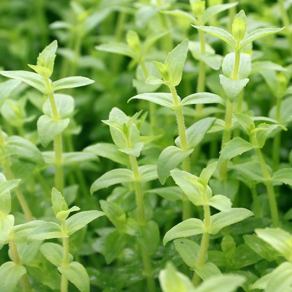 熱帯魚　水草　中景草　前景草　横に広がる　all_plants　wp_kywrd　_aqua　muryotassei_700_799　GreenCarpet　plt13　DPon3ARb　0Ph69r1n_wpp　20160806　ＮＴ　w...