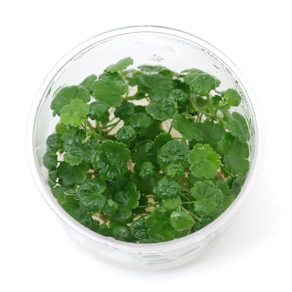 PF_SPQ　熱帯魚　_wp　_aqua　水草　前景草　横に広がる　all_plants　水上葉_前景草　wp_kywrd　20160624　ＫＹＳ　オーストラリアンノチドメ　オーストラリアン　ノチドメ　wptop1_180502　ｋａｉｊ...