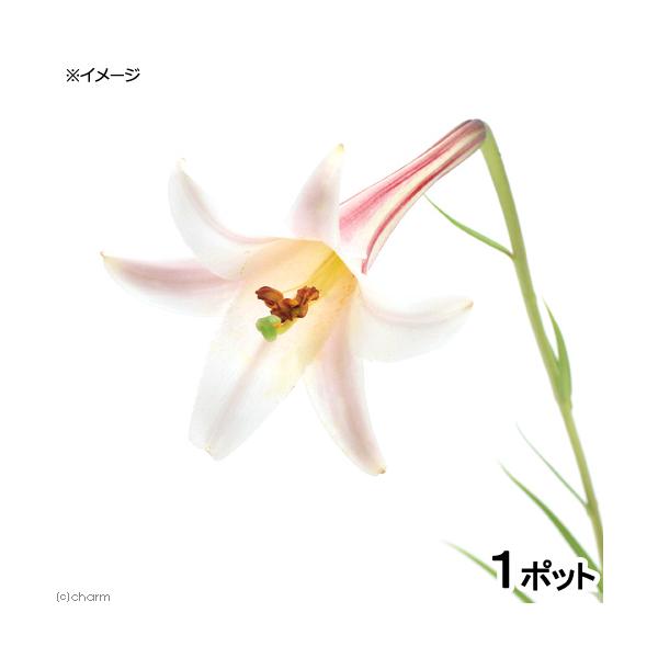 _gardening　ガーデニング　テッポウユリ　ホソバテッポウユリ　リリー　Ｌｉｌｉｕｍ　ｆｏｒｍｏｓａｎｕｍ　ｖａｒ．ｐｒｉｃｅ　ＮＴ　20170203　植物　植物生体　ガーデニング生体　育て方　育成方法　栽培方法　sanya20180...