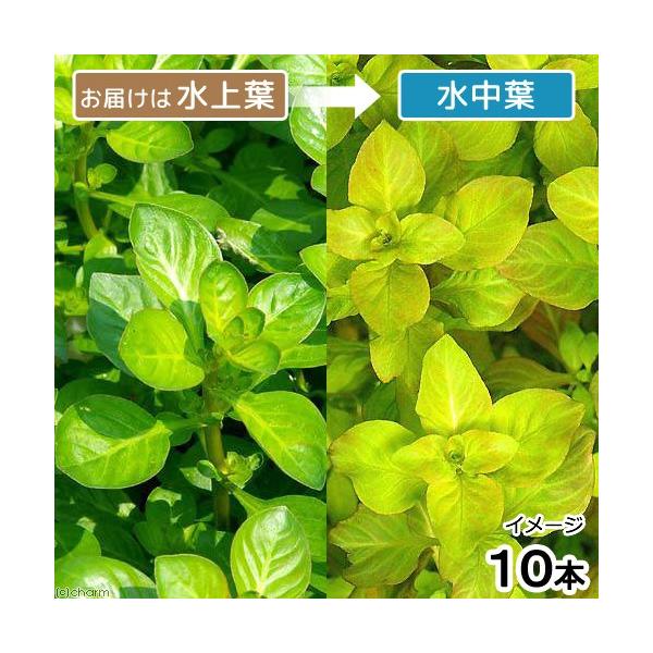 PF_SPQ　熱帯魚　Ludwigia　水草　後景草　明るい　all_plants　ルドウィジア　レペンス　グリーン　水上葉_ルドウィジア　wp_kywrd　_aqua20170323　KYS3wptop2003253wptop200408...