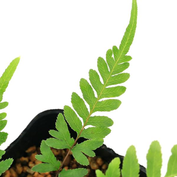 _kame　_gardening　観葉植物　園芸　ガーデニング　ビバリウム　アクアテラリウム　パルダリウム　水草　Ｐｔｅｒｉｓ　ｄｉｓｐｅｒ　イノモトソウ　プテリス　半片旗　20170420　ＭＳ　育て方　育成方法　栽培方法　opa2_de...