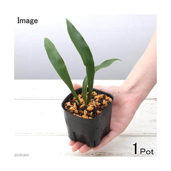 _hachu　_kame　_gardening　ガーデニング　山野草　シダ　観葉植物　ビバリウム　アクアテラリウム　パルダリウム　水草　着生シダ　20170421　NT　植物　植物生体　ガーデニング生体　Ｌｏｘｏｇｒａｍｍｅ　ｓａｌｉｃｉｆ...