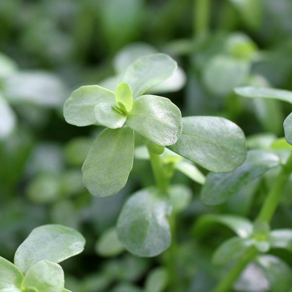 熱帯魚　_wp　_aqua　plantsoct　Bacopa　水草　後景草　丸い　all_plants　1016　水上葉_バコパ　朝摘みシリーズ　wp_kywrd　20170614　ＫＹ　バコパモンニエリ3wptop200318