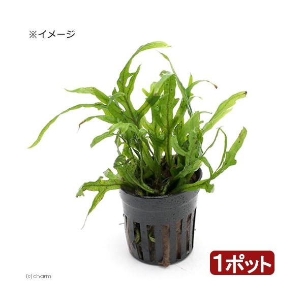 PF_SPQ　negativeplants　熱帯魚　_wp　_aqua　水草　all_plants　rare_mic　トライデントはこちら　ミクロソリウム　wp_kywrd　トライデント　trident　m3cnbm51　Kattyaku2...