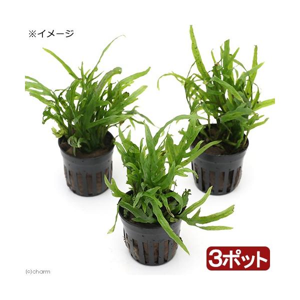 熱帯魚　_wp　_aqua　水草　all_plants　rare_mic　トライデントはこちら　ミクロソリウム　wp_kywrd　トライデント　水草　trident　m3cnbm51　Kattyaku2017　ショートタイプ　活着性　KYS...