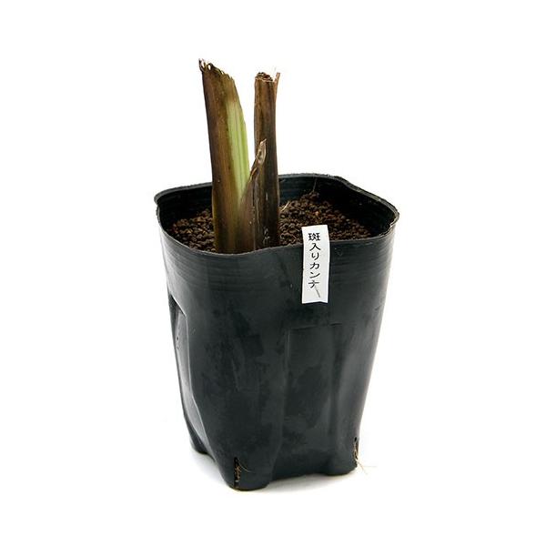 all_plants　_aqua　_gardening　ビオトープ　水辺植物　水生植物　湿生植物　観葉植物　ガーデニング　植物　植物生体　ガーデニング生体　育て方　育成方法　栽培方法　花　花苗　花物　花壇　花壇苗　カラーリーフ　カンナ　水カ...