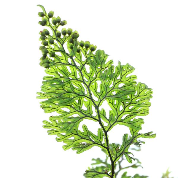 paludariumplants　パルダリウム　テラリウム　PF_SPQ　line2462terarium　爬虫類　両生類　羊歯　シダ　コケ　モス類　観葉　ガーデニング　ビバリウム　アクアテラリウム　水草　着生　コケシノブ　Hymenoph...