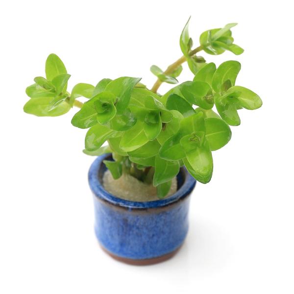 PF_SPQ　熱帯魚　_wp　Bacopa　水草　後景草　丸い　all_plants　wp_kywrd　_aqua　9wptop200325　greenplants　豆鉢　小型水槽向け　バコパ　KYS　y23m04　2023zenki　20...