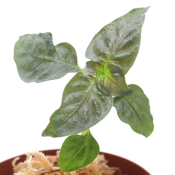 paludariumplants　パルダリウム　テラリウム　PF_SPQ　ガーデニング　園芸　観葉　観葉植物　ビバリウム　アクアテラリウム　原種　熱帯植物　Ｏｐｈｉｏｒｒｈｉｚａ　アカネ科　terrariumplants　progenito...