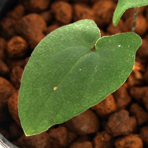 kotenplant　_gardening　育て方　育成方法　栽培方法　古典園芸　園芸　ガーデニング　山野草　盆栽　多年草　品種　種類　花　花苗　サイシン　細辛　カンアオイ　寒葵　アオイ　葵　ウマノスズクサ科　カンアオイ属　ヒメカンアオイ系...