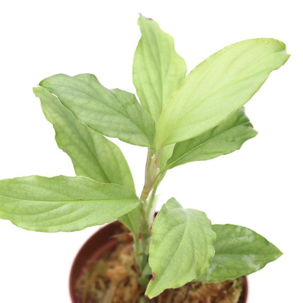 paludariumplants　パルダリウム　テラリウム　PF_SPQ　line2462terarium　観葉植物　ガーデニング　ビバリウム　アクアテラリウム　水草　サトイモ　Ｈｏｍａｌｏｍｅｎａ　原種　熱帯植物　育て方　育成方法　栽培方...