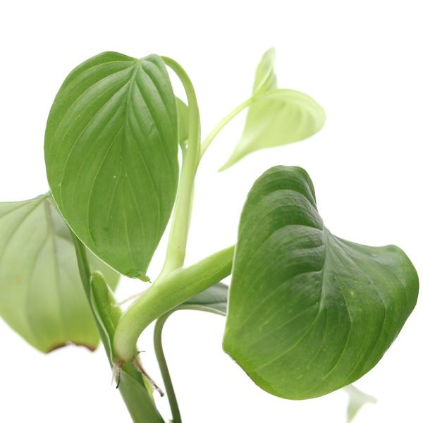 paludariumplants　パルダリウム　テラリウム　PF_SPQ　観葉植物　園芸　ガーデニング　ビバリウム　アクアテラリウム　両爬向き植物水草　熱帯植物　all_plants　wp_kywrd　水草　原種　terrariumplan...