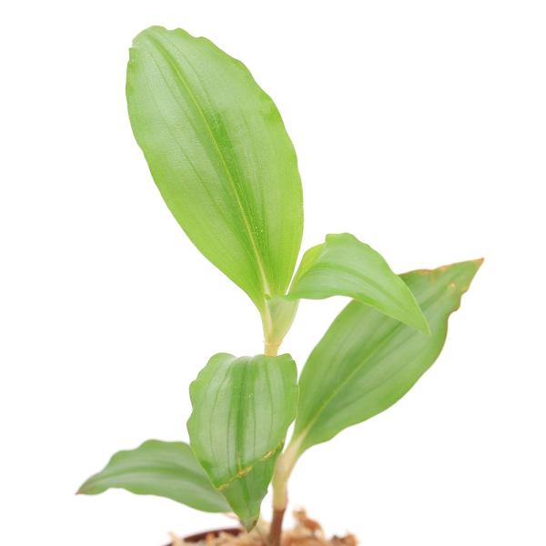 paludariumplants　パルダリウム　テラリウム　PF_SPQ　line2462terarium　_aqua　_gardening　_hachu　sfset　観葉植物　ガーデニング　ビバリウム　アクアテラリウム　水草　all_pl...