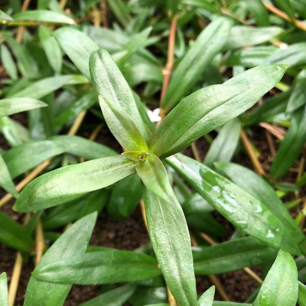 PF_SPQ　水草　後景草　アカネ科　Rubiaceae　オオフタバムグラ属　Diodia　パンタナル　ピンクハイグロ　南米　南米水草　パンタナール　パンタナルピンクムグラ　kuntzei　20230713　YH　y23m07