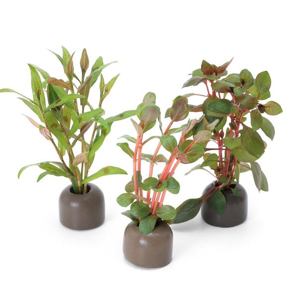 熱帯魚　_wp　_aqua　水草　寄せ植え・おまかせ　１個　紅葉水草　autumn_wp　p5wpss21　おまかせ水草　ミックス水草　水上葉　置くだけ簡単　okudakeplants　赤系　KYS　y23m09　20230921　2023...