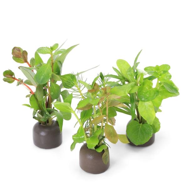 熱帯魚　_wp　_aqua　水草　寄せ植え・おまかせ　おまかせ寄せ植えセット　３個　ミックス水草　autumn_wp　p5wpss21　おまかせ水草　寄せ植え水草　水上葉　置くだけ簡単　okudakeplants　KYS　y23m09　20...