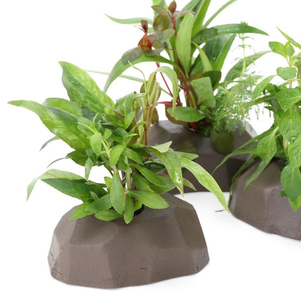 熱帯魚　金魚　メダカ　エビ　アクア　アクアリウム　レイアウト　ゼオライト　水質浄化　置くだけ　簡単　水草　ボンサイ　all_plants　初心者　twplants6000event　グレー　20231020　HAA　y23m11　20250...