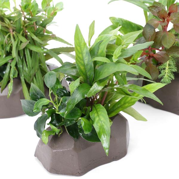 熱帯魚　金魚　メダカ　エビ　アクア　アクアリウム　レイアウト　ゼオライト　水質浄化　置くだけ　簡単　水草　ボンサイ　all_plants　初心者　グレー　20231020　HAA　y23m11　202501seitaievent02　sei...