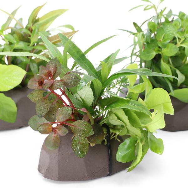 熱帯魚　金魚　メダカ　エビ　アクア　アクアリウム　レイアウト　ゼオライト　水質浄化　置くだけ　簡単　水草　ボンサイ　all_plants　初心者　2023kouki　20231020 HAA　y23m11　202501seitaievent...