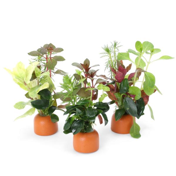 熱帯魚　メダカ　アクア　アクアリウム　レイアウト　ゼオライト　水質浄化　_wp　_aqua　水草　寄せ植え・おまかせ　１個　　クリスマス　Xmas　おまかせ水草　ミックス水草　水上葉　置くだけ　簡単　okudakeplants　赤系　202...