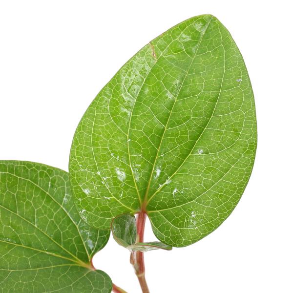 メーカー：?■0〜30 PF_SPQ　熱帯魚　アクア　アクアリウム　レイアウト　all_plants　水草　中景草　有茎種　有茎草　丸葉　育て方　育成方法　栽培方法　抽水植物　ダッチアクアリウム　ハート型　リザードテール　リザードテイル　L...