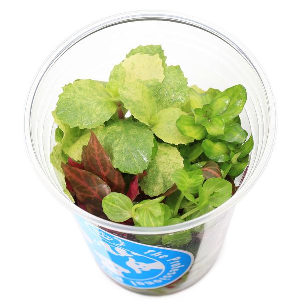 PF_SPQ　_aqua　水草　アクアリウム　ｍｉｚｕｋｕｓａ　ａｑｕａｒｉｕｍ　ｐｌａｎｔｓ　水上葉　抽水葉　レイアウトセット　セット　レイアウト　水草セット　カップ入り　カップ　水草カップ　all_plants　有茎草　有茎種　おまかせ...