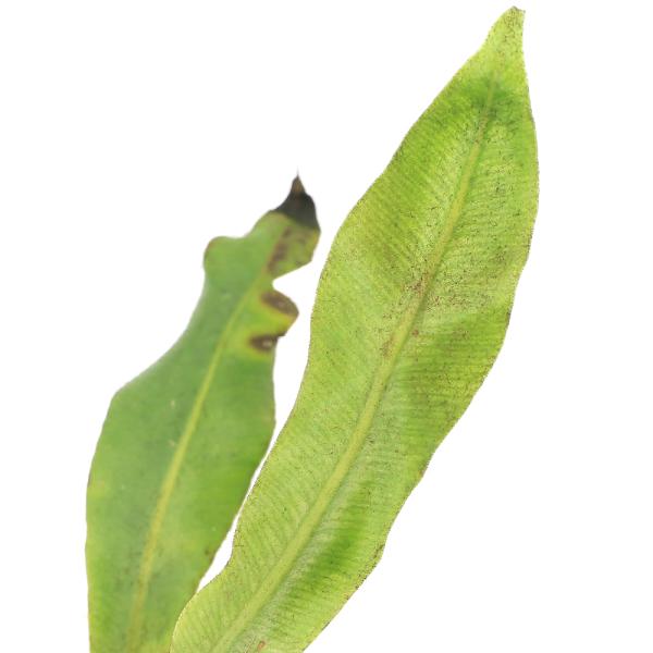 paludariumplants　パルダリウム　テラリウム　PF_SPQ　line2462terarium　_aqua　_gardening　_hachu　sfset　terrariumplants　all_plants　ガーデニング　原種...