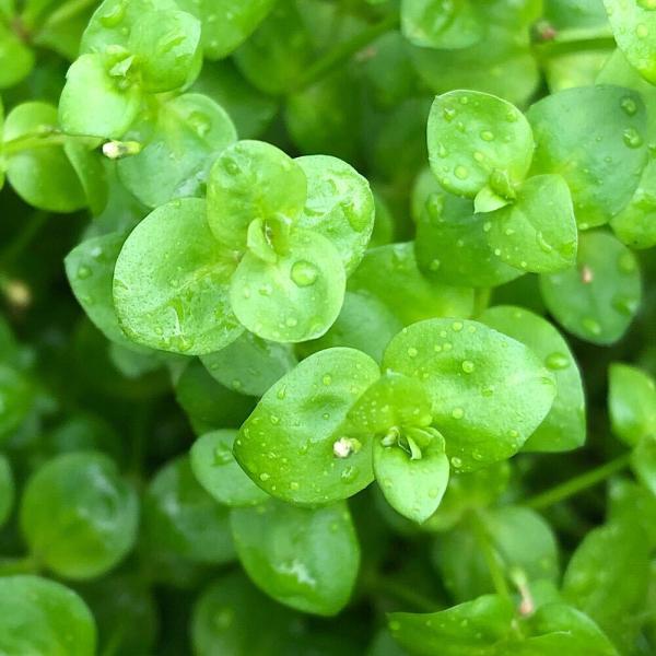 PF_SPQ　熱帯魚　_aqua　アクア　アクアリウム　レイアウト　ドルマリア　水草　後景草　丸い　all_plants　インディアンレッド　アゼナ科　アゼナ属　Lindernia　rotundifolia　20231120　YH　2023...