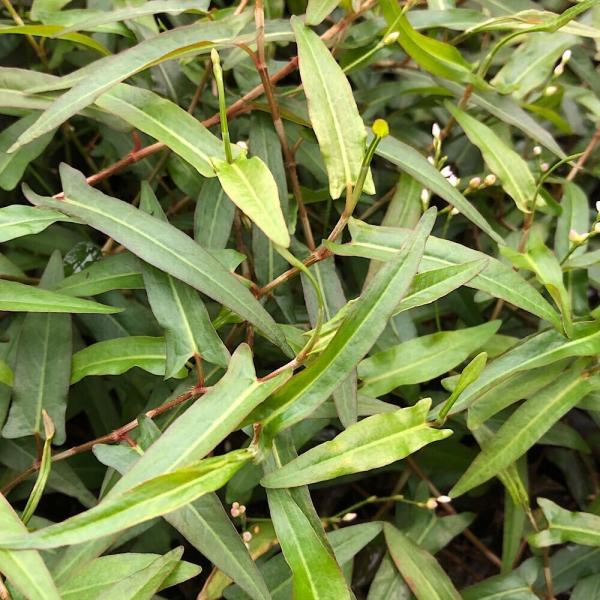 PF_SPQ　熱帯魚　アクア　アクアリウム　レイアウト　有茎(ハ行)　Polygonum　ポリゴナム　水草　後景草　赤い　all_plants　水草赤い　ポリゴナムsp.　ペルシカリア　プラエテルミッサ　ルビー　Persicaria　sp....