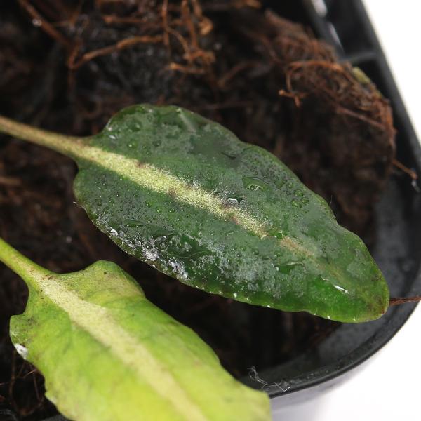 PF_SPQ　水草　rarecry　クリプトとその近縁　ワイルド便　陰性水草　低光量　サトイモ科　Ａｒａｃｅａｅ　クリプトコリネ属　Ｎｕｒｉｉ　Ａｌｂｏｂｅｎａ　ヌーリー　Ｃｒｙｐｔｏｃｏｒｙｎｅ　KYS　y24m05　20240530