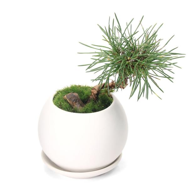 _interior　_gardening　ガーデニング　山野草　寄せ植え　koukaseki_series　sannyasou　20230731　ＲＭ　植物　植物生体　育て方　育成方法　栽培方法　koke_toki　koke_kwii　観葉...