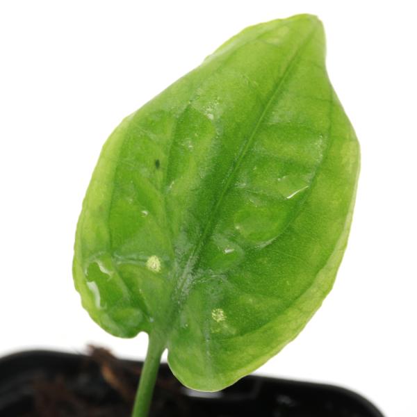 PF_SPQ　熱帯魚　水草　クリプトとその近縁　ワイルド便／ｓｐ　all_plants　wp_kywrd　クリプトコリネ　水上葉　minima　陰性水草　低光量　y23m03　KYS　20240323