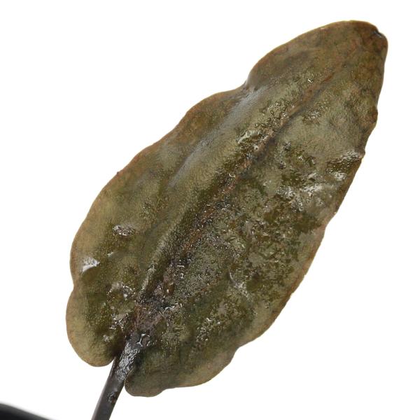 PF_SPQ　熱帯魚　水草　クリプトとその近縁　ワイルド便/sp　all_plants　wp_kywrd　クリプトコリネ　陰性水草　低光量　fusca　y24m03　KYS　20240323　