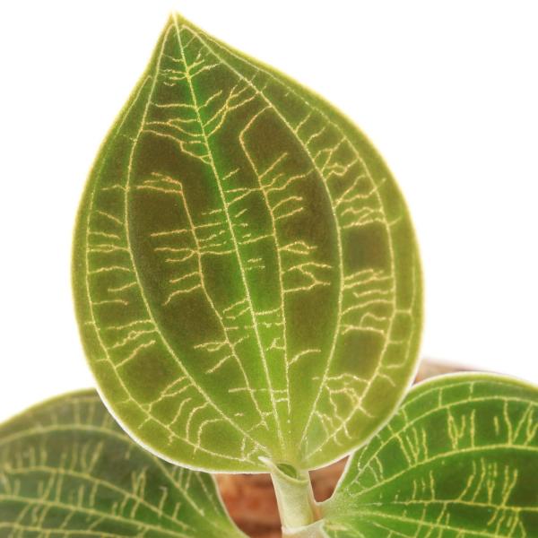 paludariumplants　パルダリウム　テラリウム　PF_SPQ　line2462terarium　_gardening　sfset　_hachu　_aqua　観葉植物　園芸　ガーデニング　ビバリウム　アクアテラリウム　水草　宝石蘭...