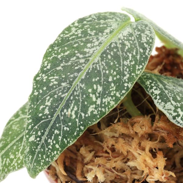 paludariumplants　パルダリウム　テラリウム　PF_SPQ　ガーデニング　園芸　観葉　観葉植物　ビバリウム　アクアテラリウム　アカネ科　Ａｒｇｏｓｔｅｍｍａ　ｓｐ．　ｆｒｏｍ　Bukit　Larut　アルゴステマ　ビフォリウム...