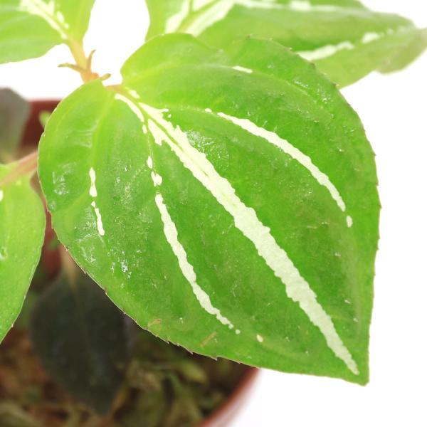 paludariumplants　パルダリウム　テラリウム　PF_SPQ　line2462terarium　観葉　ガーデニング　ビバリウム　アクアテラリウム　水草　熱帯植物　terrariumplants　all_plants　wp_kyw...