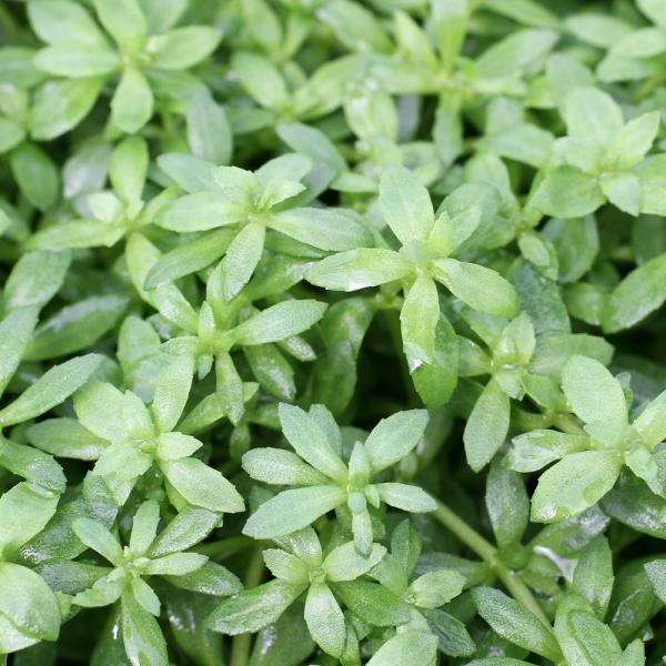 熱帯魚　_aqua　水草　前景草　横に広がる　ベトナムゴマノハグサはこちら　all_plants　20101101　YS　omakase_omake　wp_kywrd　sougen_series　zen-chukeisou　1wptop19...