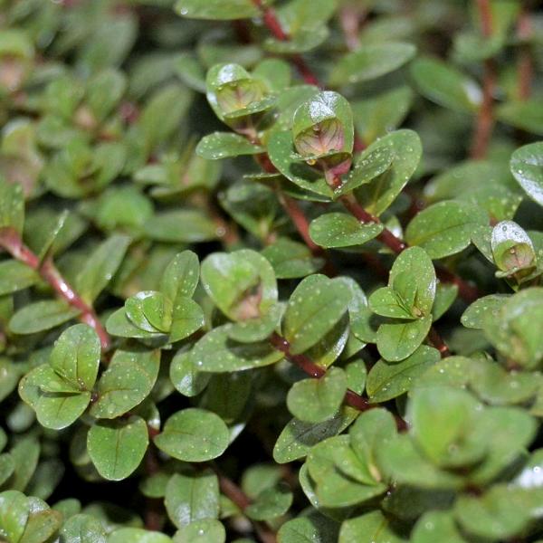 Rotala熱帯魚　Ｒｏｔａｌａ　ｒｏｔｕｎｄｉｆｏｌｉａ　水上葉　水草　後景草　赤い　水草赤い　水上葉_ロタラ　ロトンジフォリア　ロトゥンディフォリア　ロターラ　ロタラ　ロトンディフォリア　レディッシュ　ミソハギ科　Ｌｙｔｈｒａｃｅａｅ　...