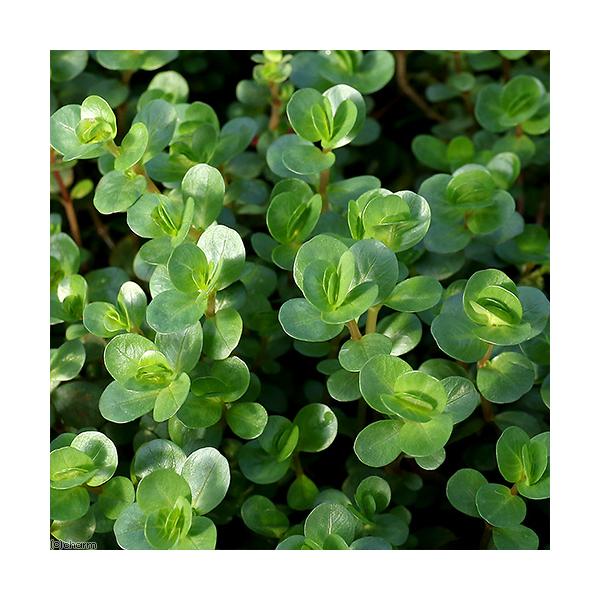 Rotala_Wayanad　熱帯魚　Ｒｏｔａｌａ　ｓｐ．”Ｗａｙａｎａｄ”　有茎　ヤ行　ナンセアンの仲間otala　水草　後景草　明るい　ワイナード302　all_plants　20100601　水上葉_ロタラ　ロタラｓｐ．ワイナードはこ...