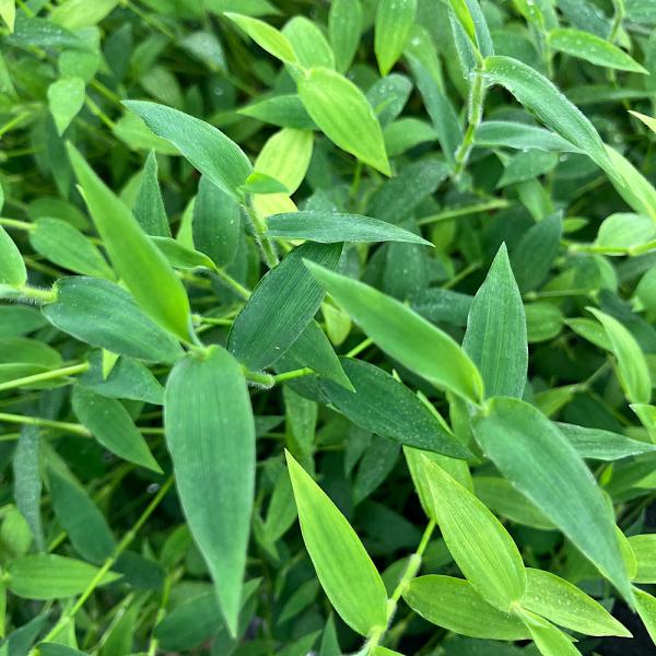 PF_SPQ　熱帯魚　水草　aqua　アクア　アクアリウム　レイアウト　後景草　明るい　銀色　単子葉類　イネ科　シルバーグラミネア　Poaceae　チゴザサ属　Isachne　雑草　20240601　y24m06　YH　2024kouki