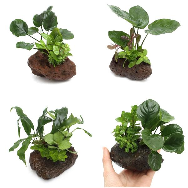 熱帯魚　_aqua　水草　溶岩石付　多孔質　wp_kywrd　アヌビアス　バルテリー　ストライプ　ボンサイシリーズ　20180110　ＮＴ　Ａｎｕｂｉａｓ　barteri　striped　ハート形　メダカ　メダカミックス　有茎草　置くだけ簡...