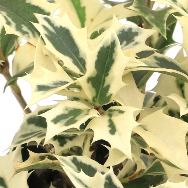 _gardening　ガーデニング　園芸　観葉植物　ヒイラギ　クリスマス　植物　植物生体　ガーデニング生体　観葉　育て方　育成方法　栽培方法　お正月　縁起樹　縁起木　斑入り　バリエガータ　20241123　ｙ24ｍ11　2024kouki　...