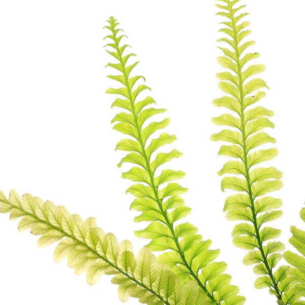 paludariumplants　パルダリウム　テラリウム　PF_SPQ　熱帯魚　観葉植物　水草　シダ　ビバリウム　アクアテラリウム　着生シダ　羊歯　コケシノブ　Trichomanes　javanicum　トリコマネス　クレピドマネス　セフ...