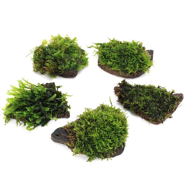 テラリウム　ビバリウム　パルダリウム　自然　ネイチャー　日本　深山　森林　森　爬虫類　カエル　イモリ　両生類　レイアウト　置くだけ　隠れ家　苔　コケ　シダ　詫び　寂び　2025tuuki　y25m02　20250201　YH　wplante...