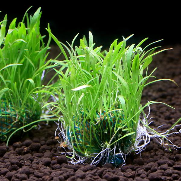 PF_SPQ　熱帯魚　_aqua　水草　アクア　アクアリウム　レイアウト　前景草　ボトリウム　小型　巻きたて　置くだけ　ボール　コブラグラス　ブラジリアンコブラグラス　南米コブラグラス　Ｌｉｌａｅｏｐｓｉｓ　ｂｒａｓｉｌｉｅｎｓｉｓ　202...