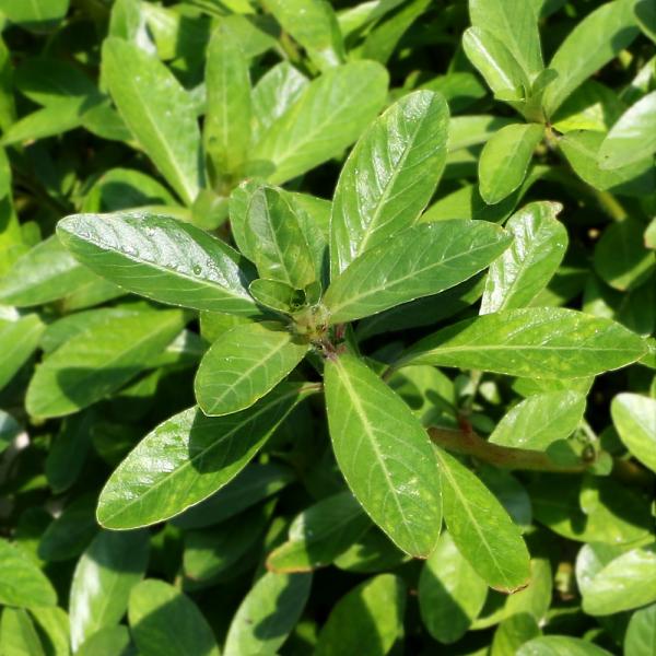 PF_SPQ　熱帯魚　_aqua　水草　浮葉植物　抽水植物　all_plants　水上葉　ケミズキンバイ　Ludwigia　adscendens　20250329　AK　y25m03　アカバナ科　チョウジタテ属　毛水金梅　seitaieve...